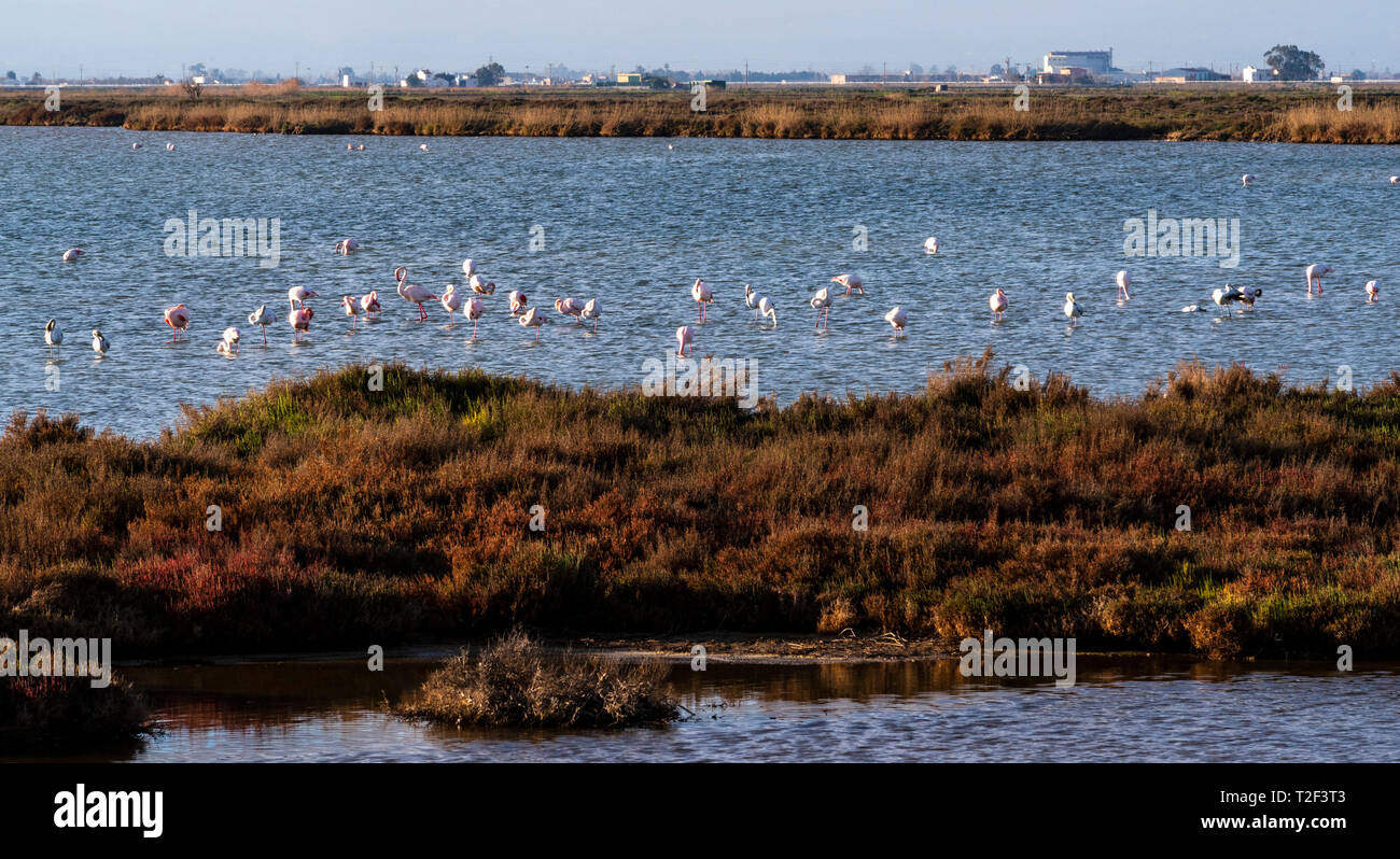 Natural Park of the Ebro Delta,Tarragona,Catalunya,Spain,Europe Stock ...