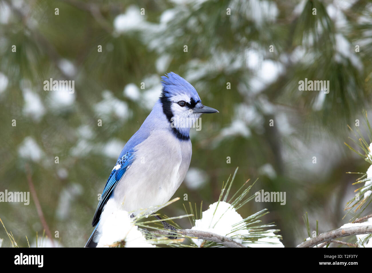 Jay north hi-res stock photography and images - Alamy