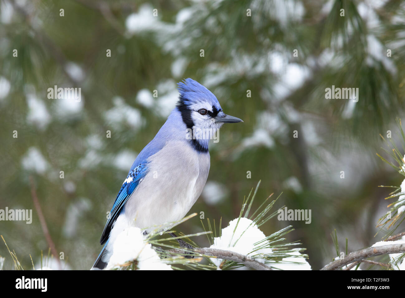 Jay north hi-res stock photography and images - Alamy
