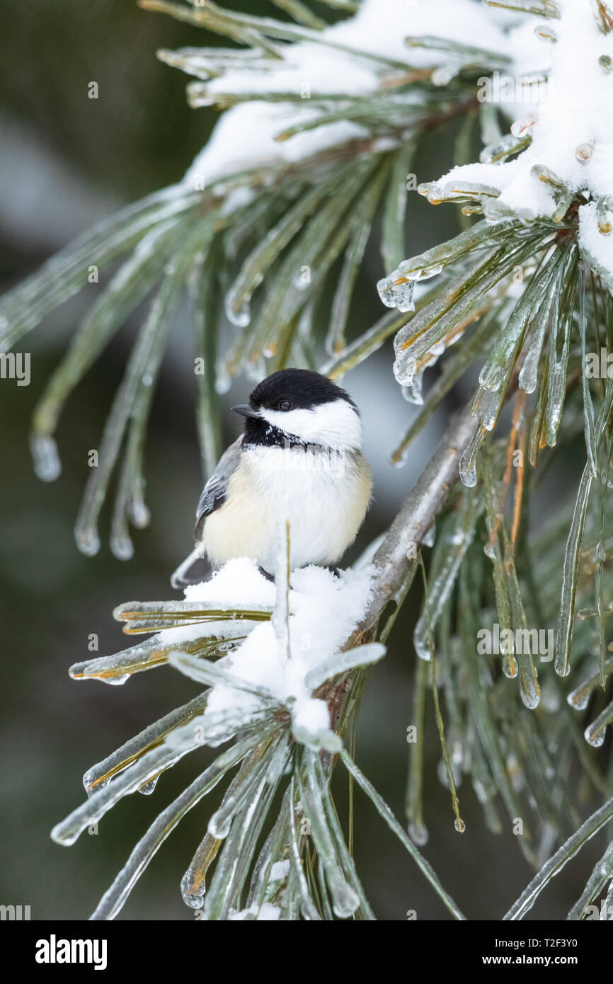 Pine tree covered with ice hi-res stock photography and images - Alamy