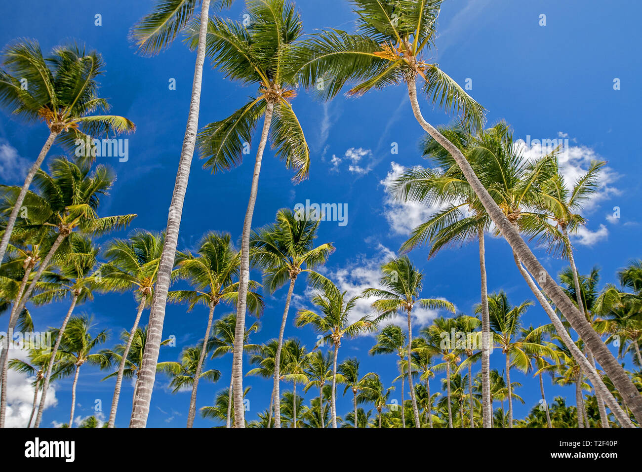 Palm trees against bright hi-res stock photography and images - Alamy
