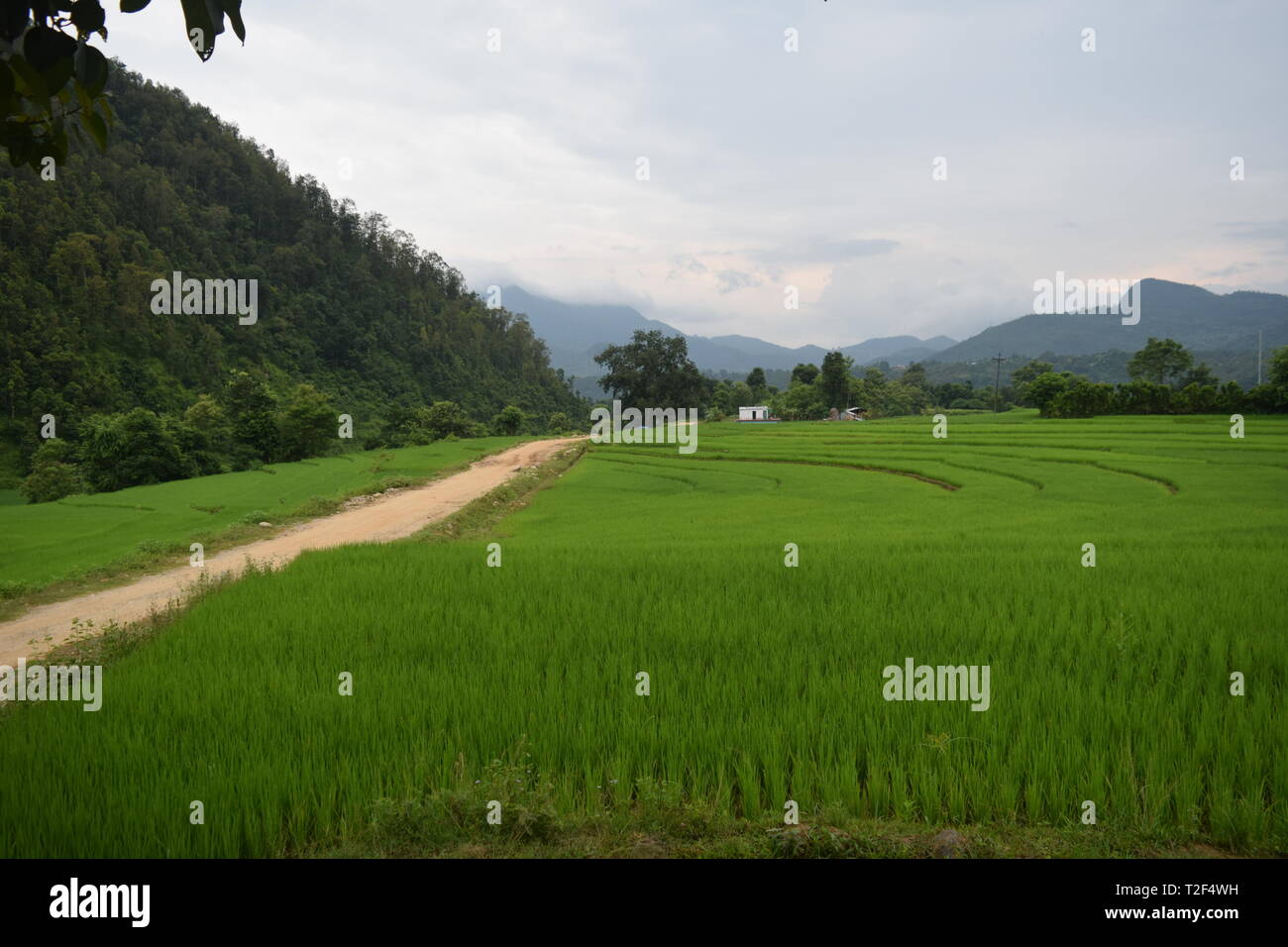 green rice fields and the trail Stock Photo - Alamy