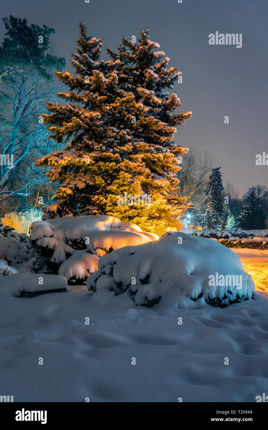 Beautiful night shot in the park of a winter scene with trees covered ...