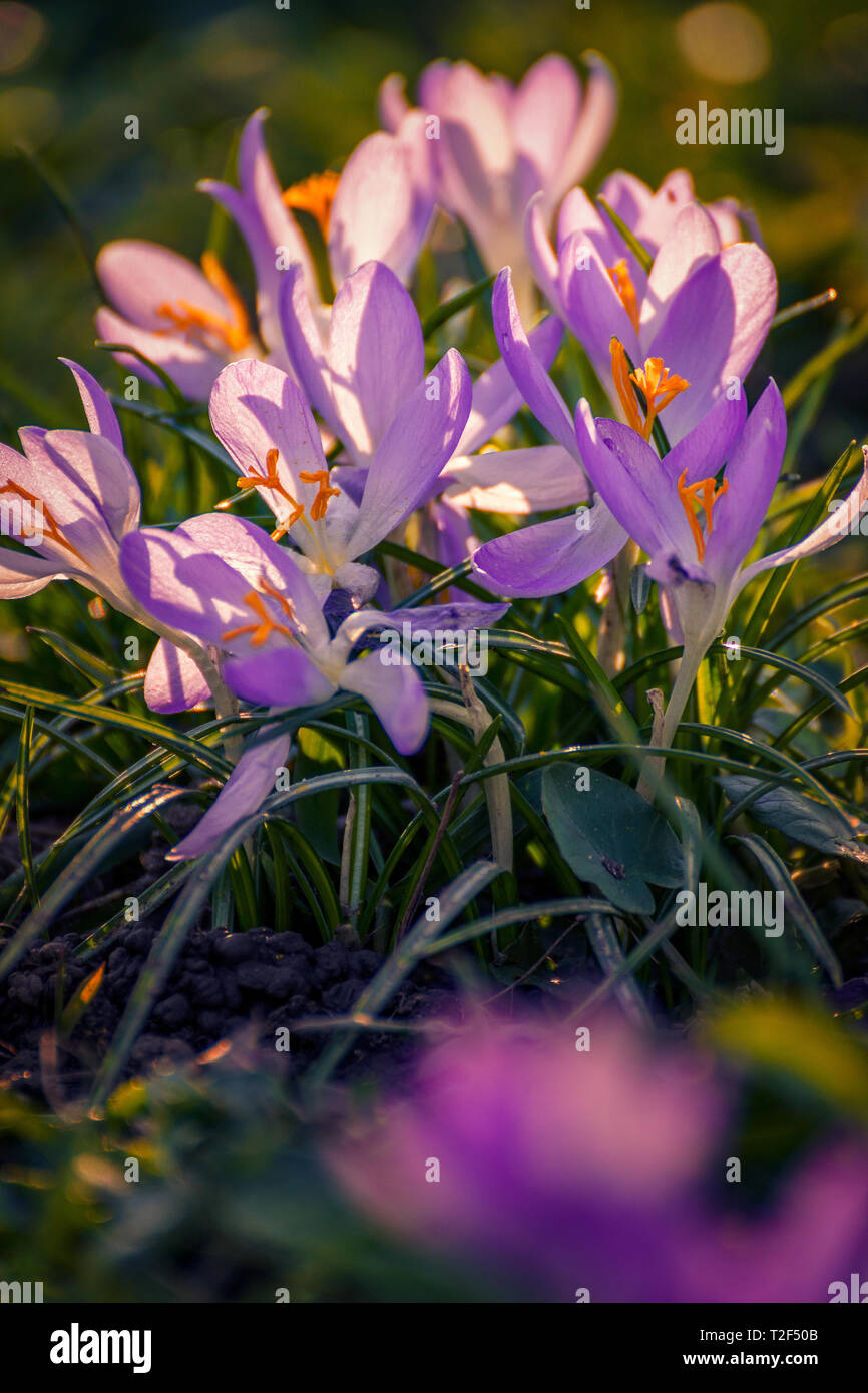 Beautiful spring flowers crocuses shot with a macro lens with wide ...