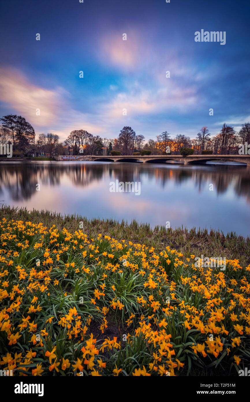 Field Of Daffodils Lake