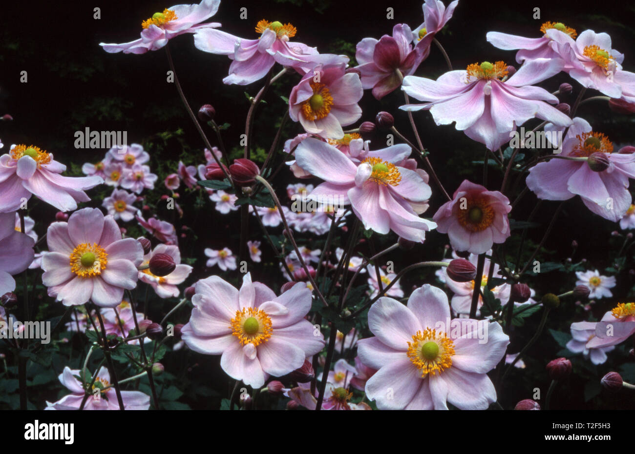 ANEMONE X HYBRIDA, 'ELEGANCE', JAPANESE ANEMONE FLOWERS Stock Photo - Alamy