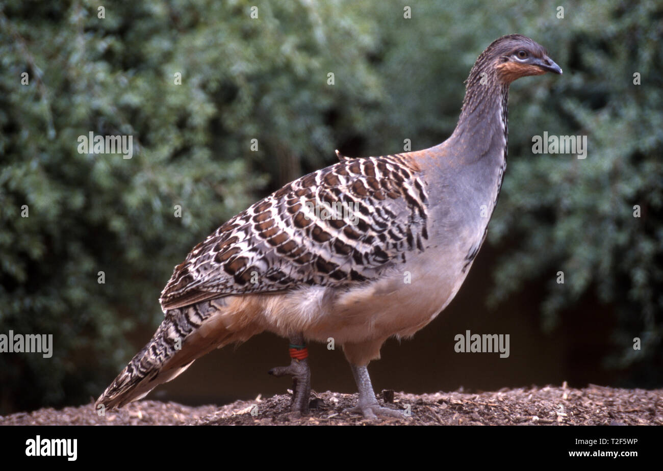 MALLEE FOWL (LEIPOA OCELLATA) AUSTRALIA Stock Photo - Alamy