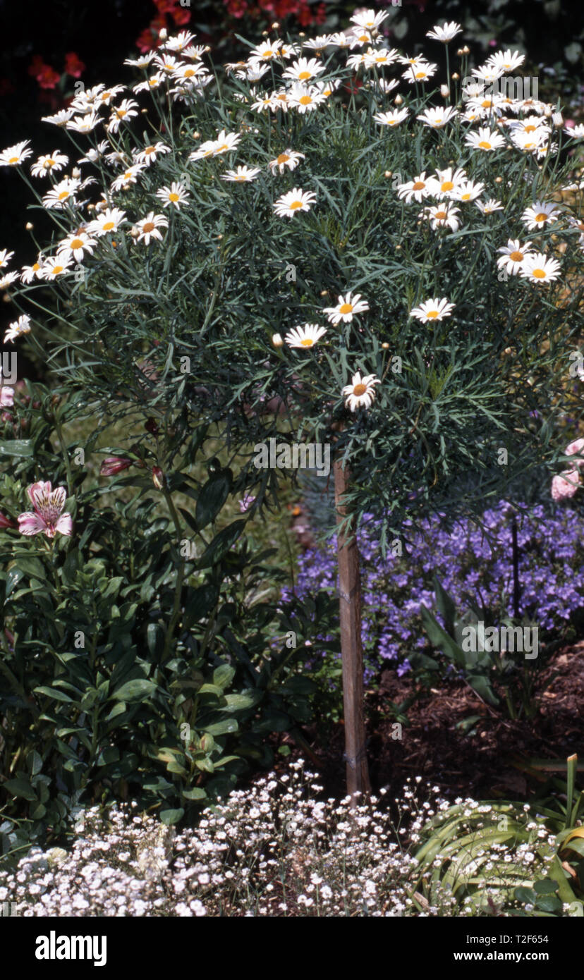 STANDARD DAISY BUSH GROWING IN GARDEN BED Stock Photo - Alamy