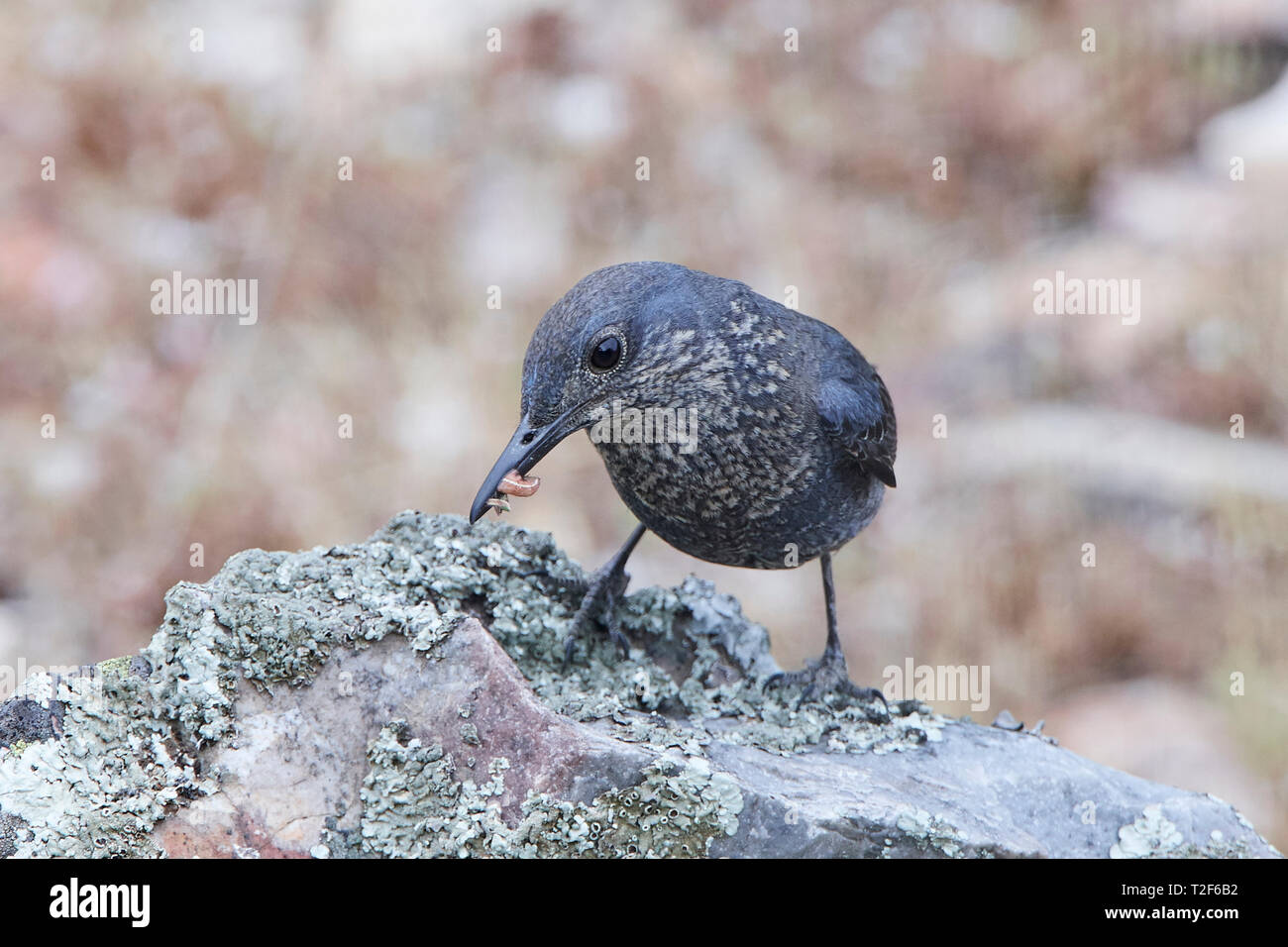 Blue rock thrush in its natural habitat Stock Photo - Alamy