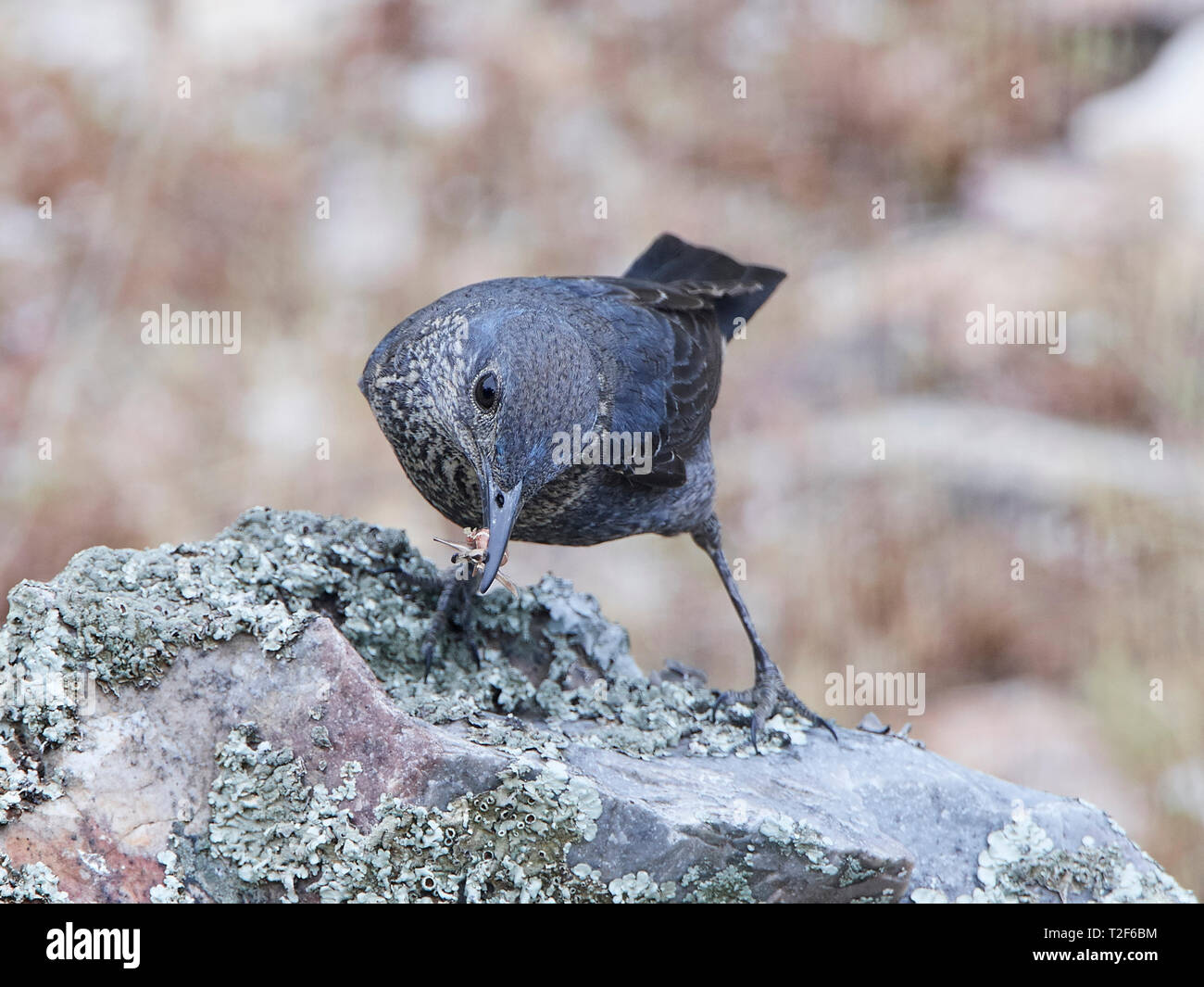 Blue rock thrush habitat hi-res stock photography and images - Alamy