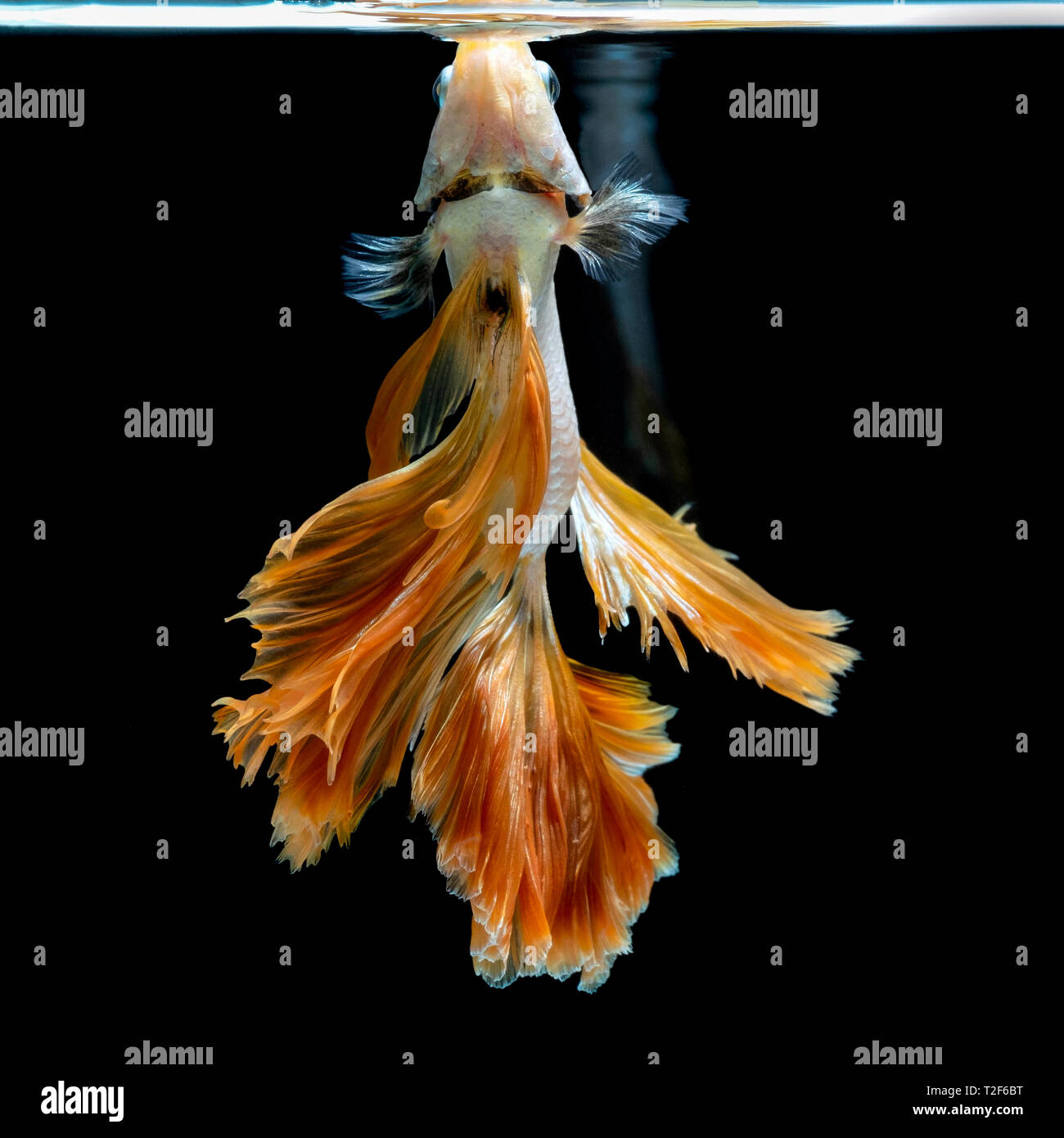 Betta fish Fight in the aquarium black blackground Stock Photo - Alamy
