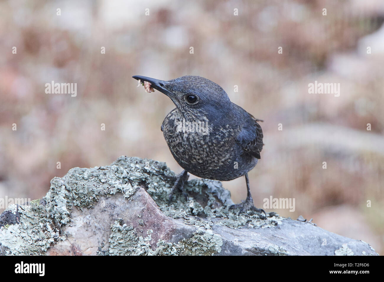 Blue rock thrush habitat hi-res stock photography and images - Alamy