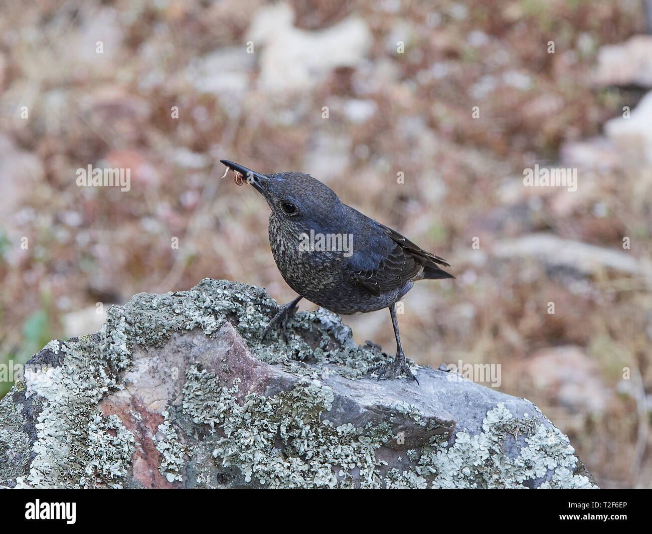Blue rock thrush habitat hi-res stock photography and images - Alamy