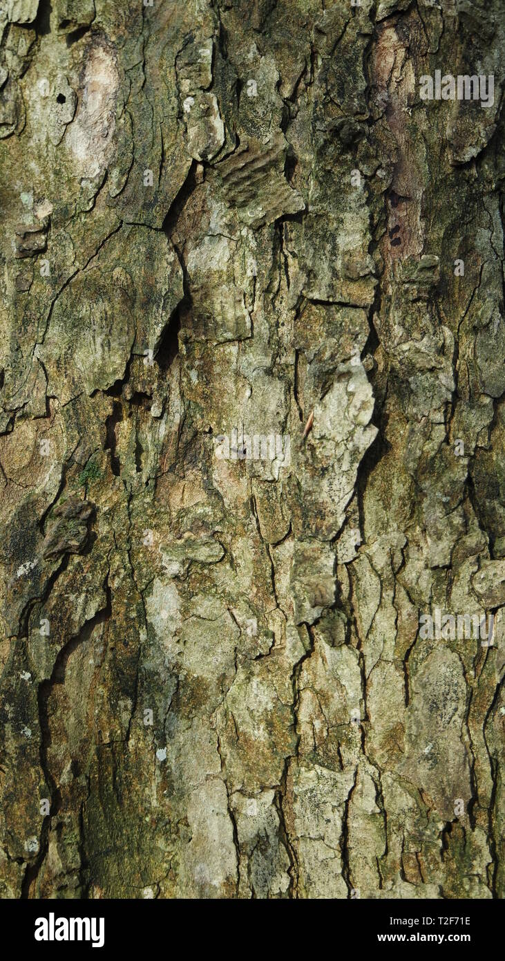 Old Tree Bark texture - Background - Texture Stock Photo - Alamy
