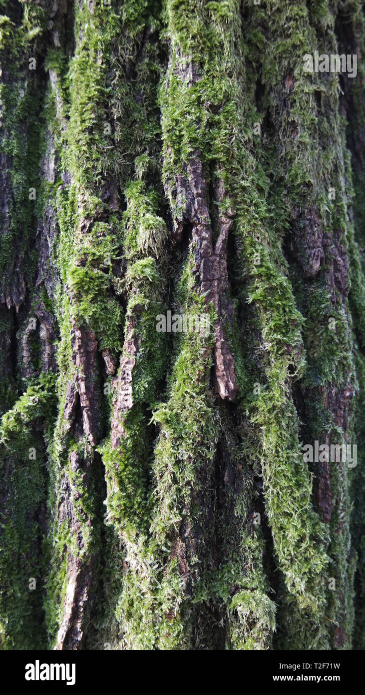 old mossy tree bark texture - background Stock Photo - Alamy