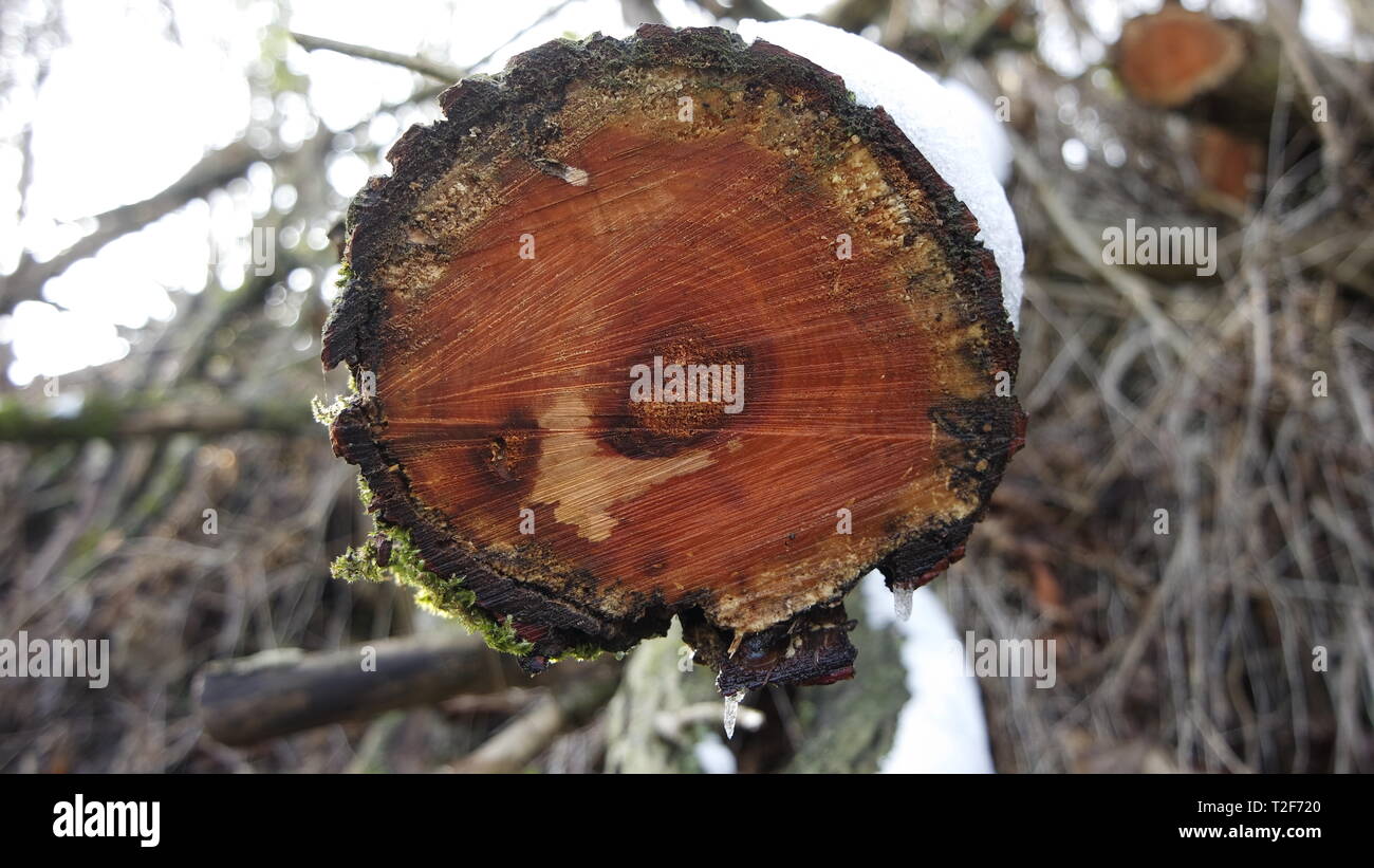 Tree Cut Butt Stock Photo - Alamy