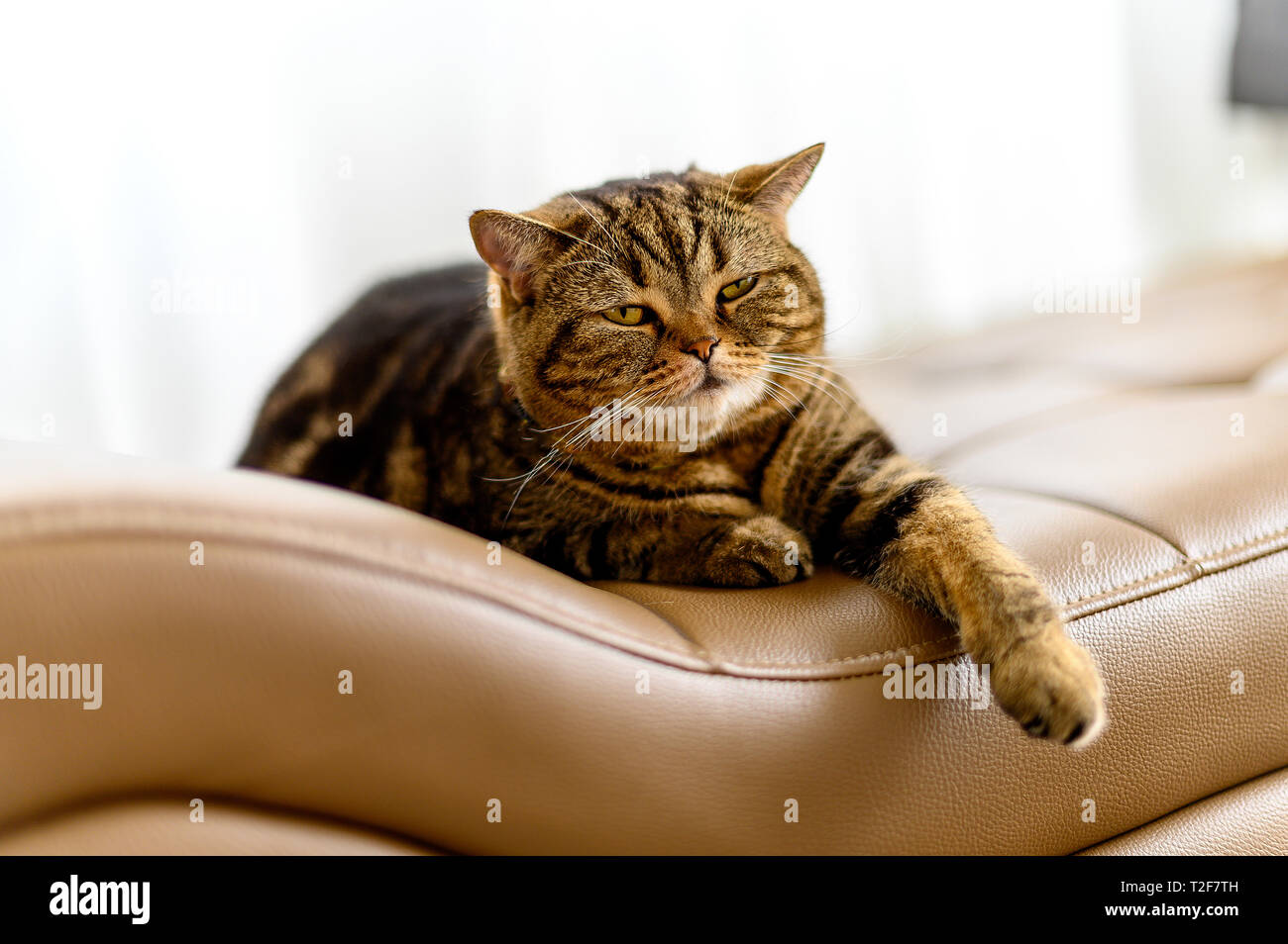 Happy cat sleeping Looking at copy-space. Banner cat Cute little Stock ...