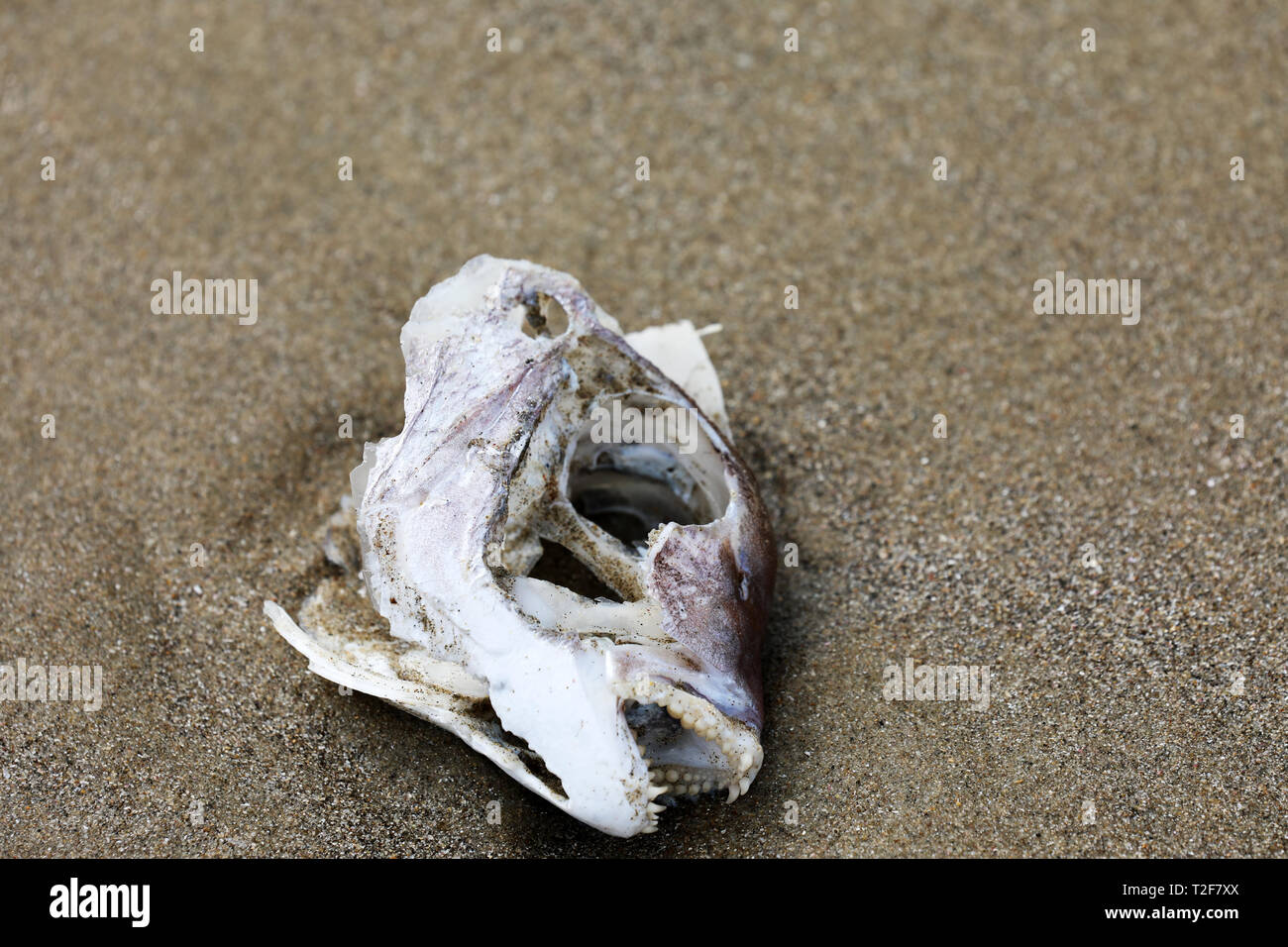 Bones washed ashore hi-res stock photography and images - Alamy