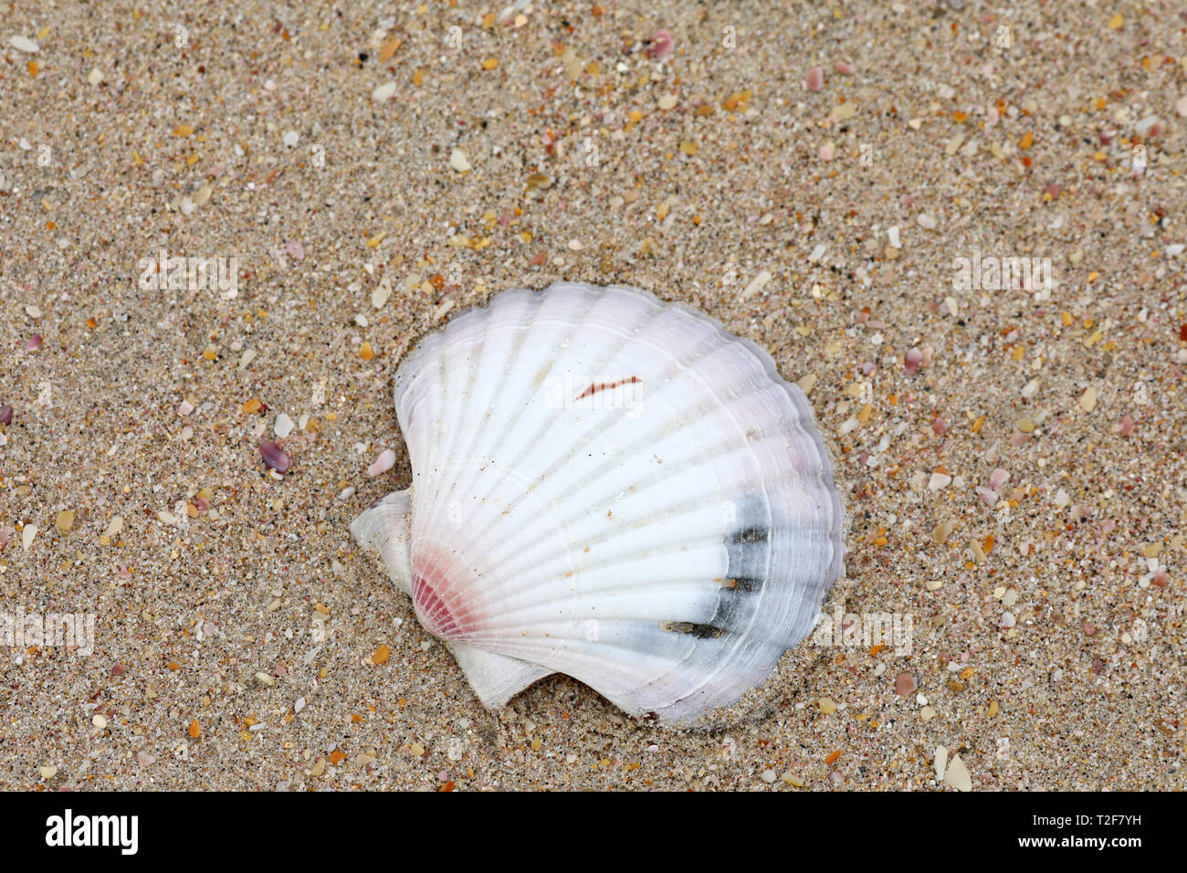 Sand beach with shells Stock Photo - Alamy