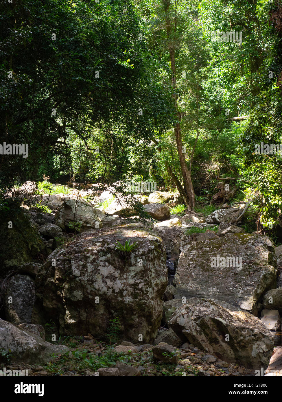 Trees And Rocks On A Bush Walk Stock Photo - Alamy