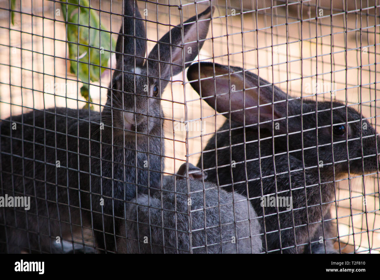 Pet rabbit cage hi-res stock photography and images - Alamy