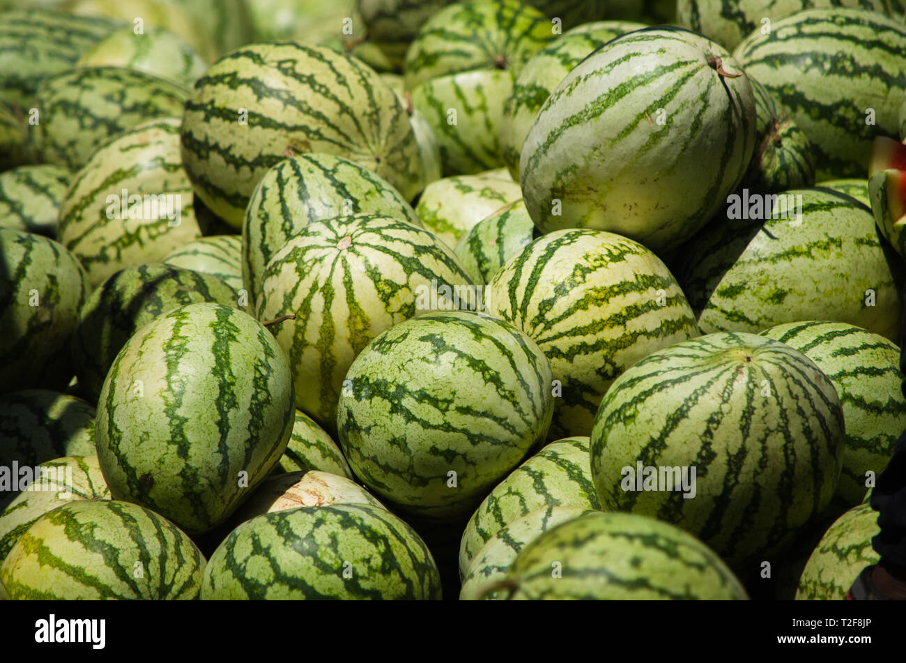 Bunch of Water Melons Organic Green Vegetable on food market Stock ...
