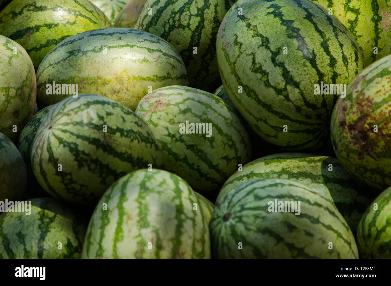 Bunch of Water Melons Organic Vegetable Tamilnadu India Stock Photo - Alamy