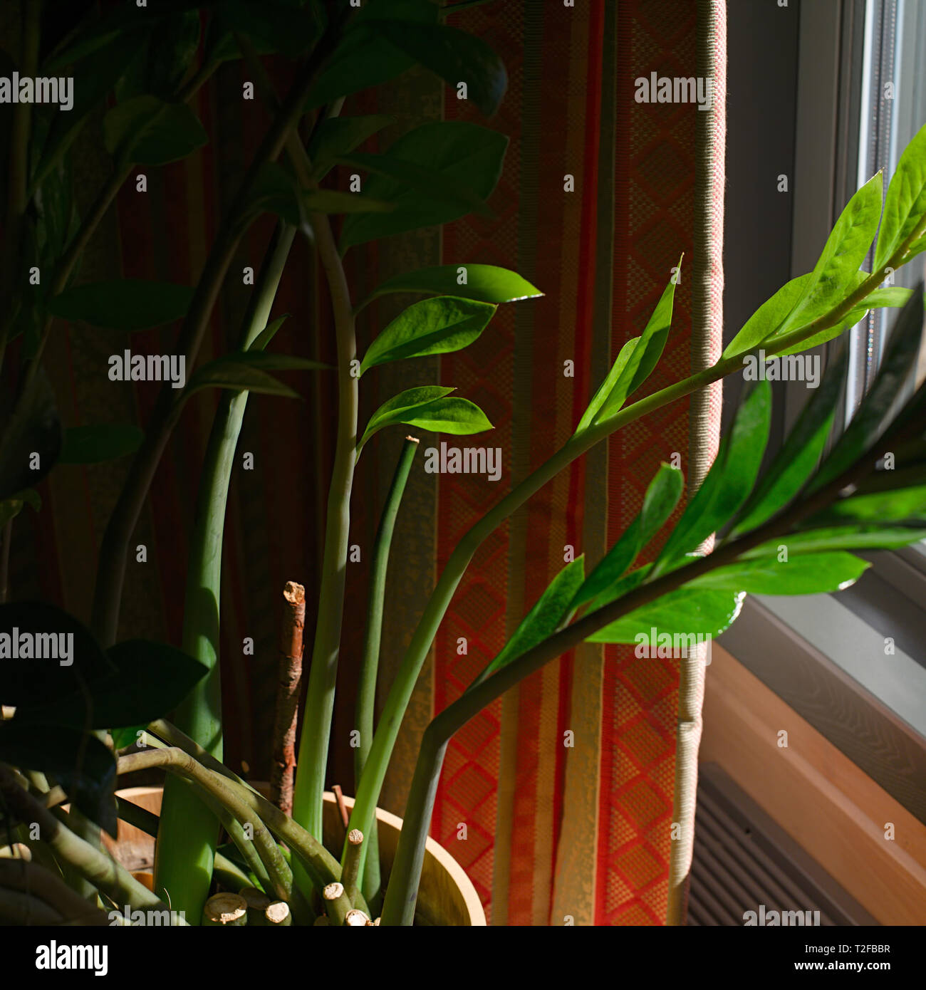 Young stems of a plant, growing indoor. Interior closeup, square ...