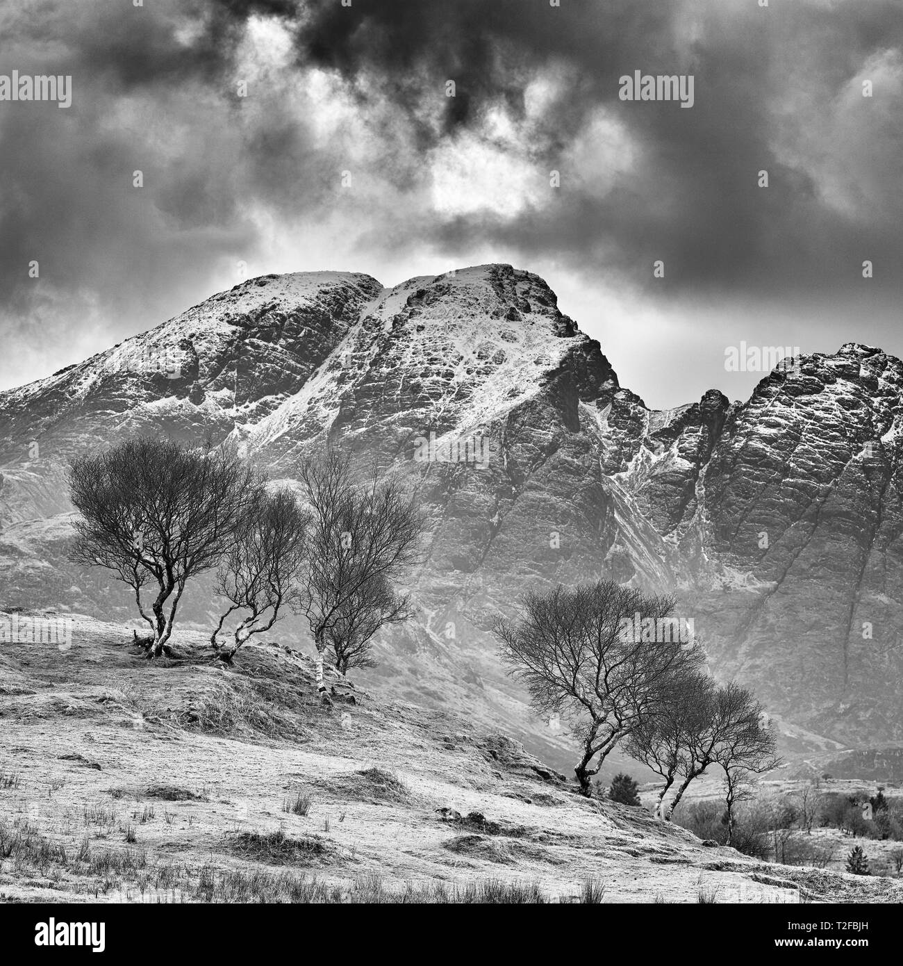 Blaven and Silver Birch trees from near Torrin, Isle of Skye, Scotland ...