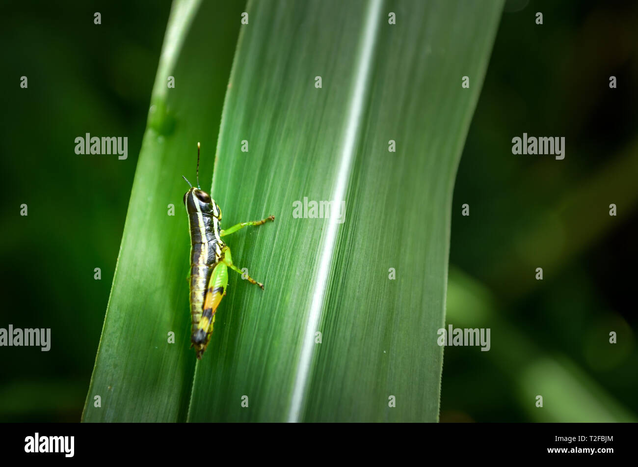 Closeup of a cute grasshopper in vibrant colors in its natural habitat ...
