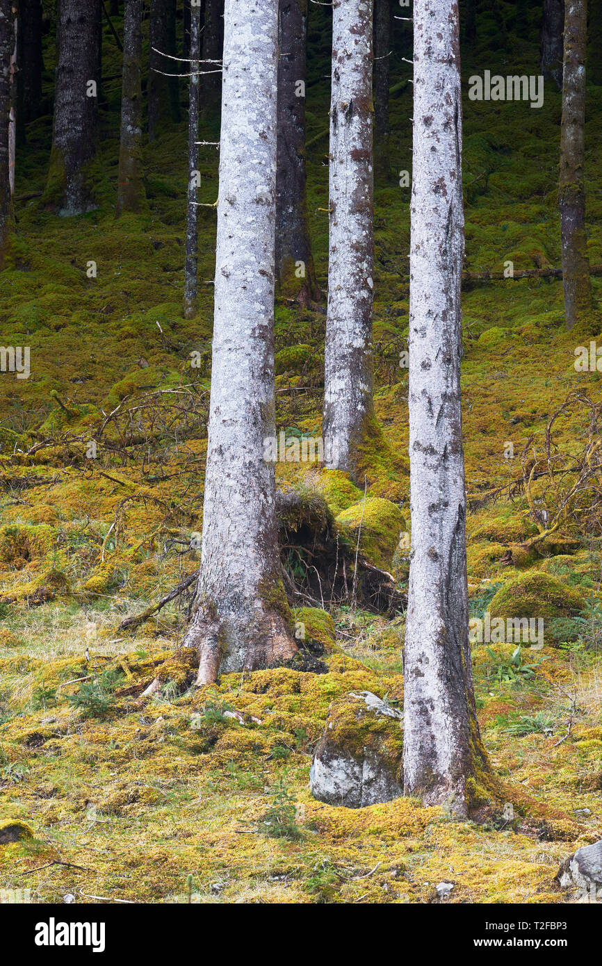 White tree trunks hi-res stock photography and images - Alamy