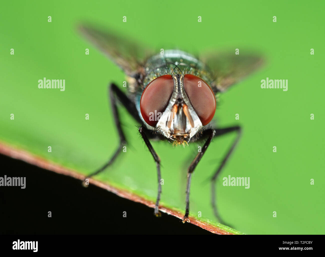 Macro Photography of Head of Blowfly on Green Leaf Stock Photo - Alamy