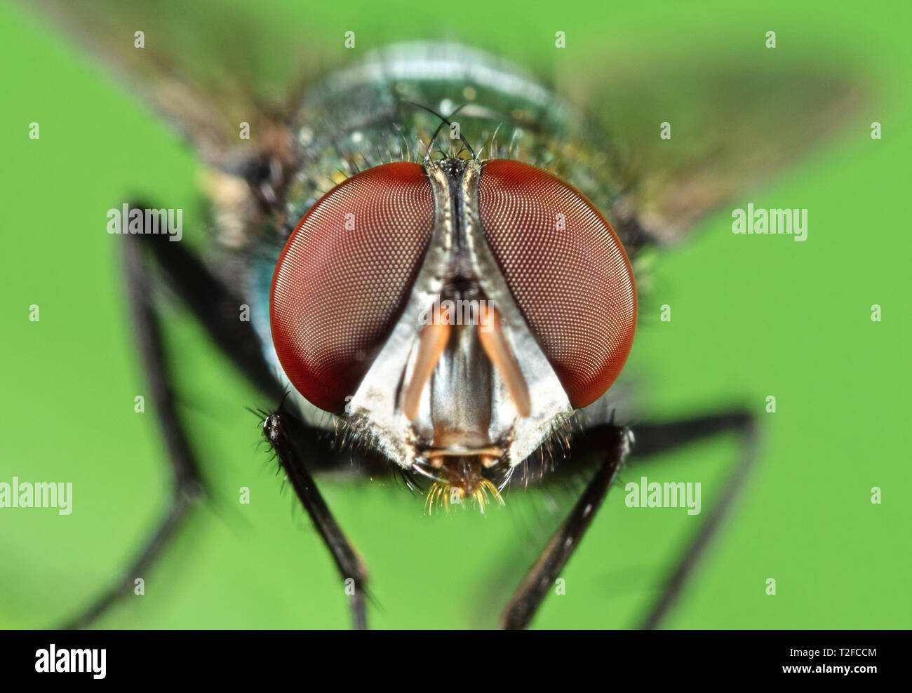 Macro Photography of Head of Blowfly on Green Leaf Stock Photo - Alamy