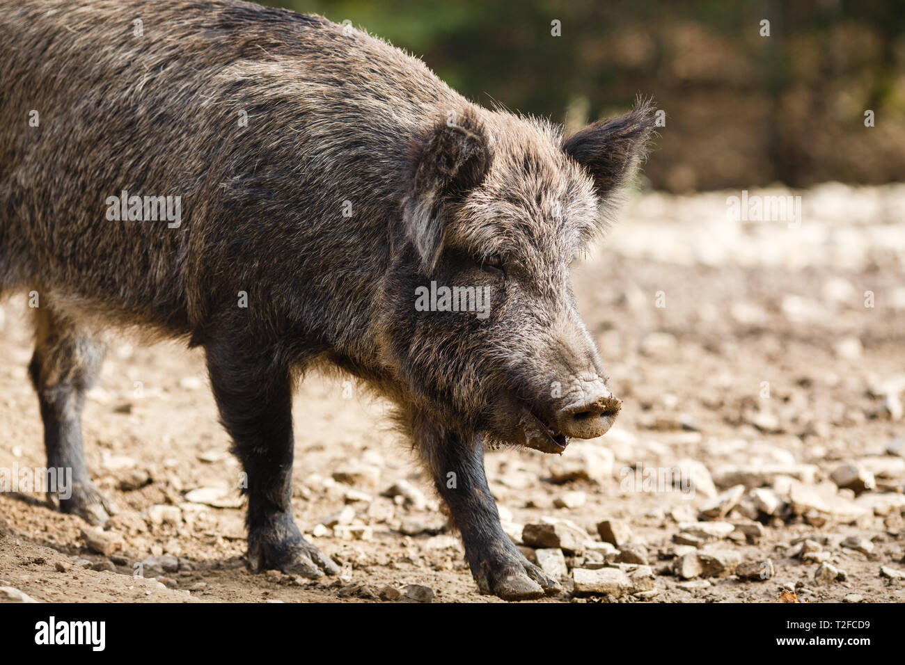 Wild pigs in the summer forest Stock Photo - Alamy