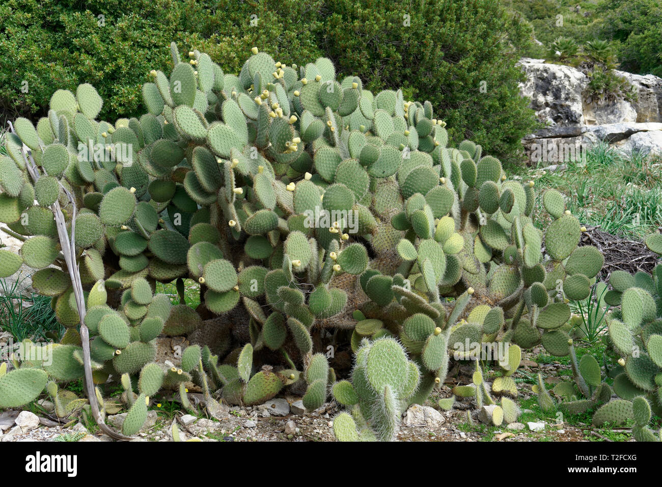 Green cactus hi-res stock photography and images - Alamy