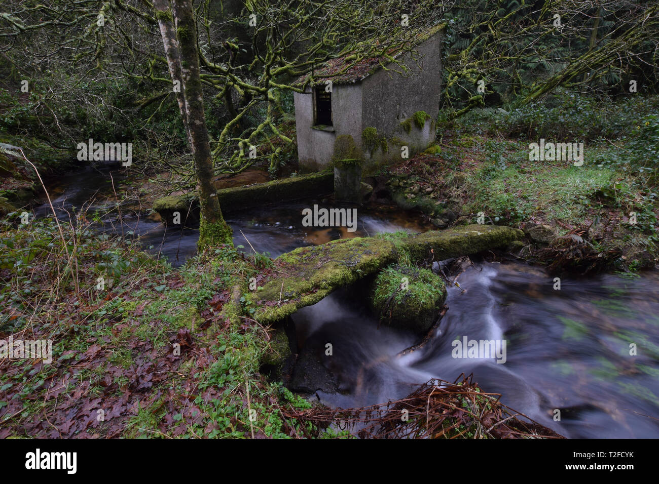 Mossy woodland and stream St Breward Bodmin Moor Stock Photo - Alamy