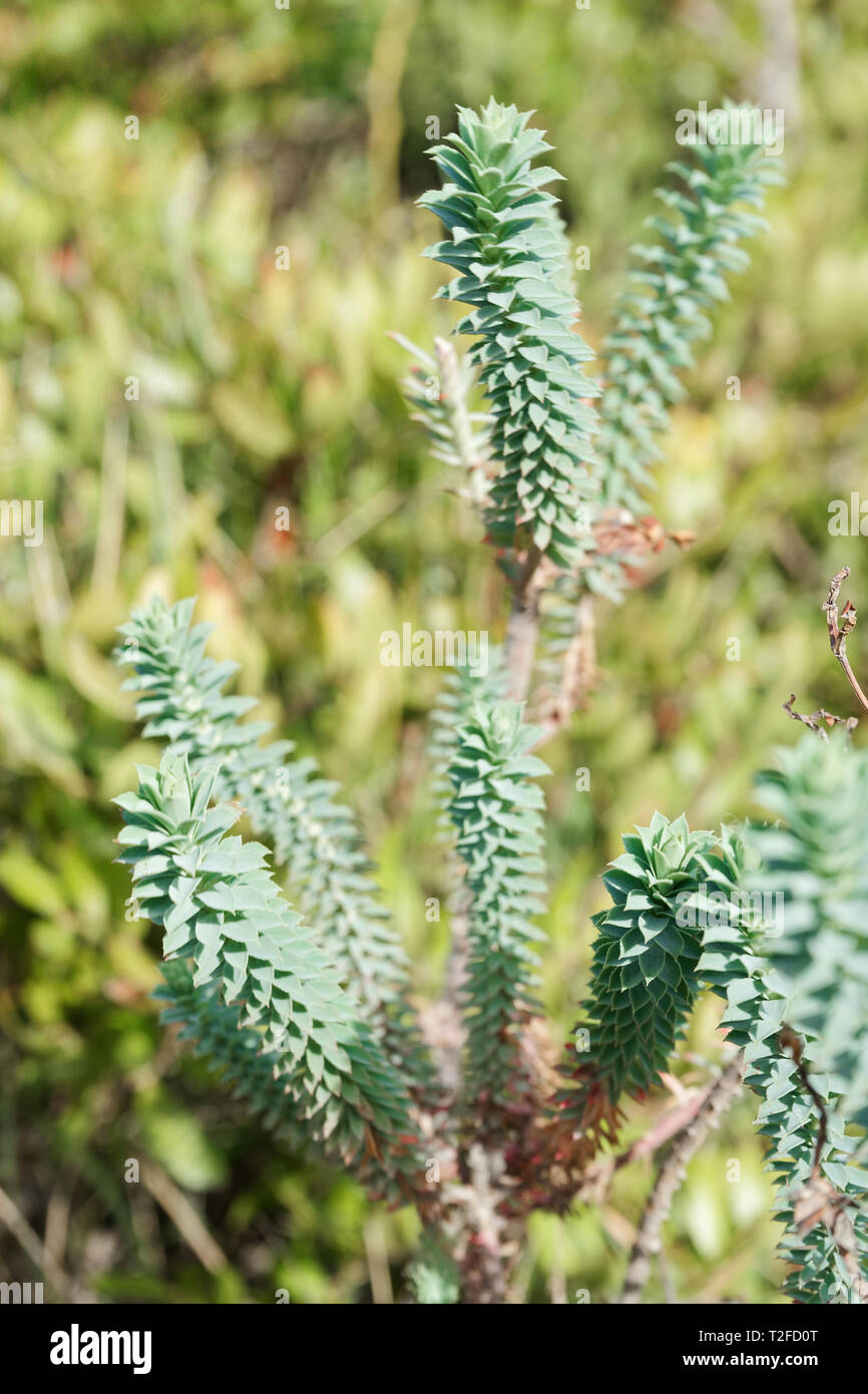 Mallorca flower hi-res stock photography and images - Alamy