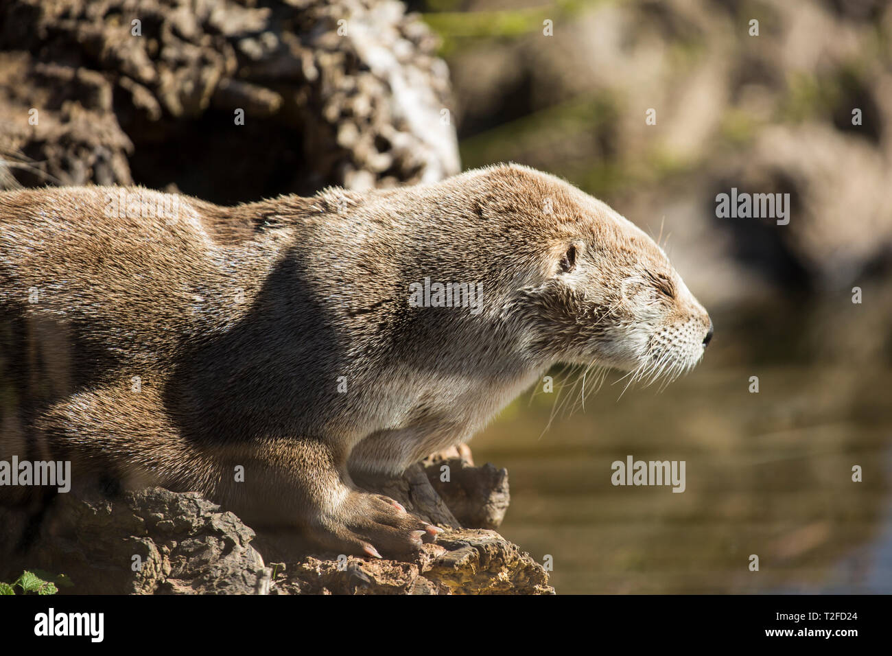 North American River Otter at Slimbridge wetland playing in the ...