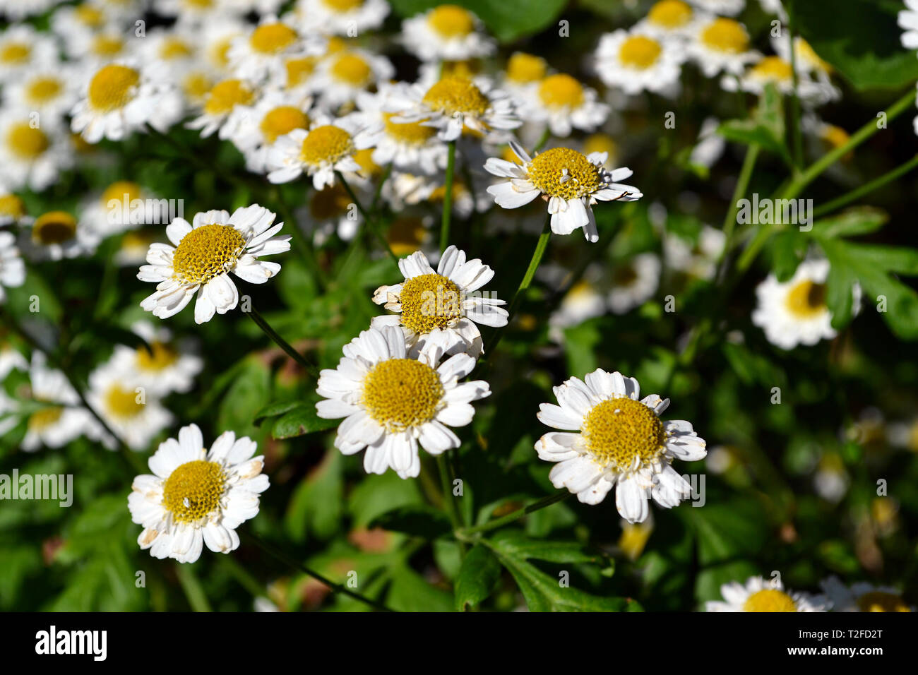 Chamomilla flowers hi-res stock photography and images - Alamy