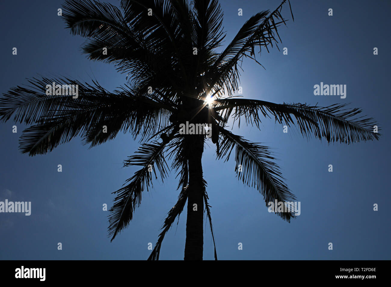 Ballito palm tree hi-res stock photography and images - Alamy