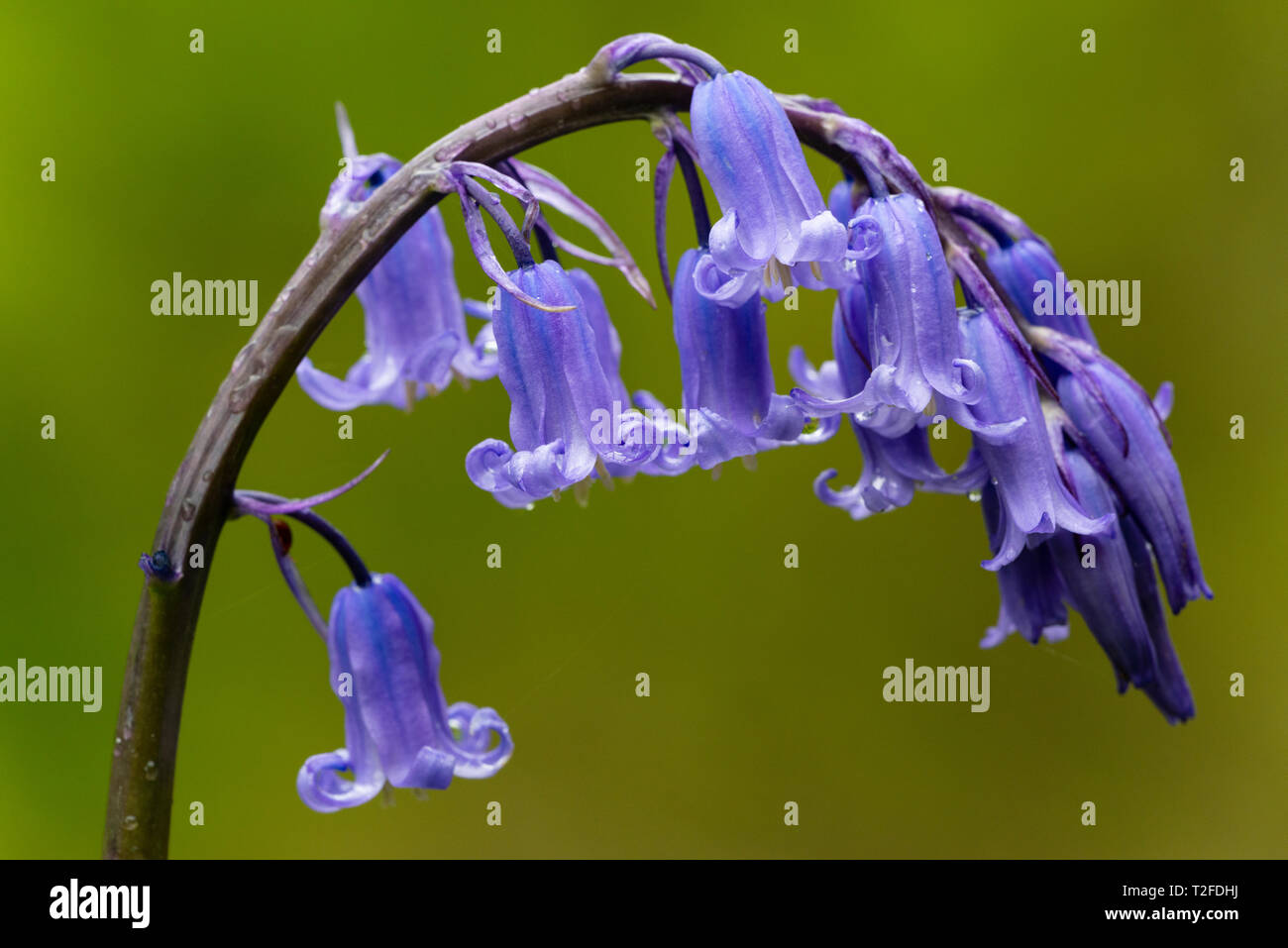 Drooping bell shaped flower hi-res stock photography and images - Alamy
