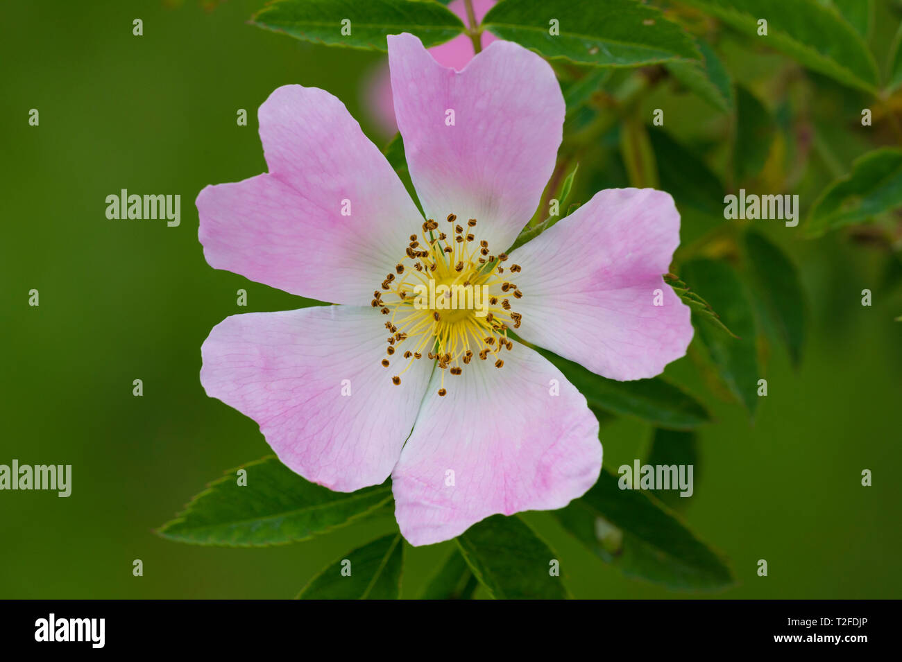 Dog Rose (Rosa canina), flower Stock Photo - Alamy