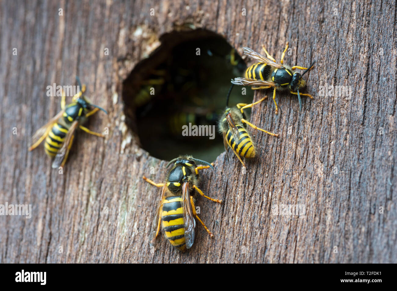 Tree Wasp (Dolichovespula sylvestris), workers at nest in Bird's nest ...