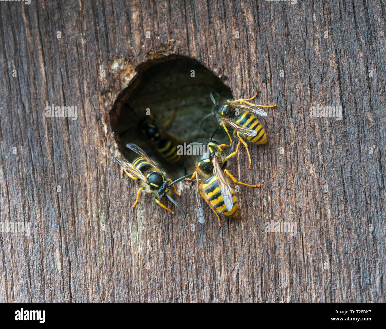Tree Wasp (Dolichovespula sylvestris), workers at nest in Bird's nest ...