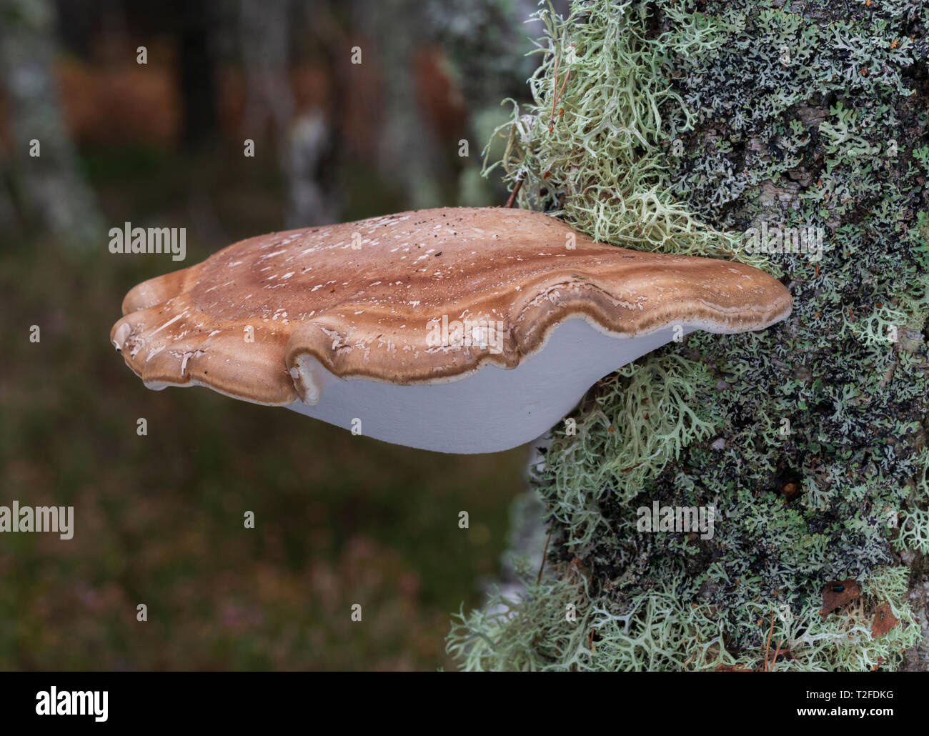 Birch Polypore (Razor strop) fungi (Piptoporus betulinus Stock Photo ...