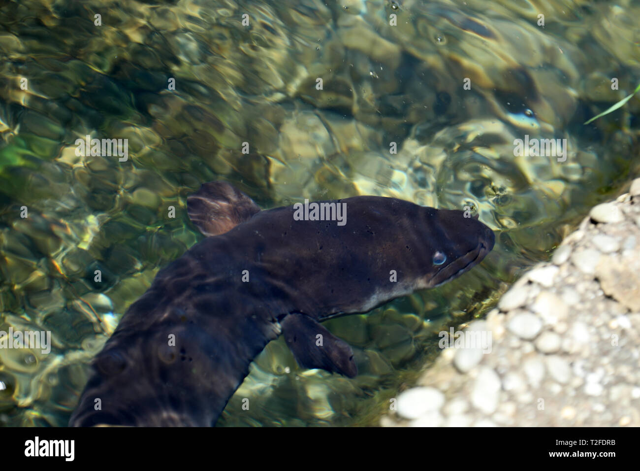 Eel fish in the Avon River in New Zealand Stock Photo - Alamy