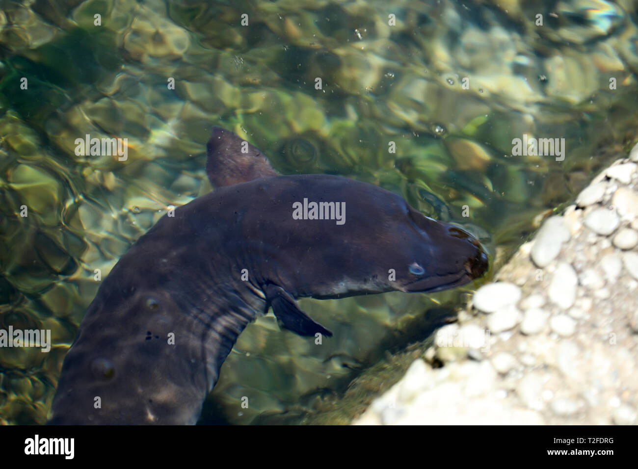 Eel fish in the Avon River in New Zealand Stock Photo - Alamy