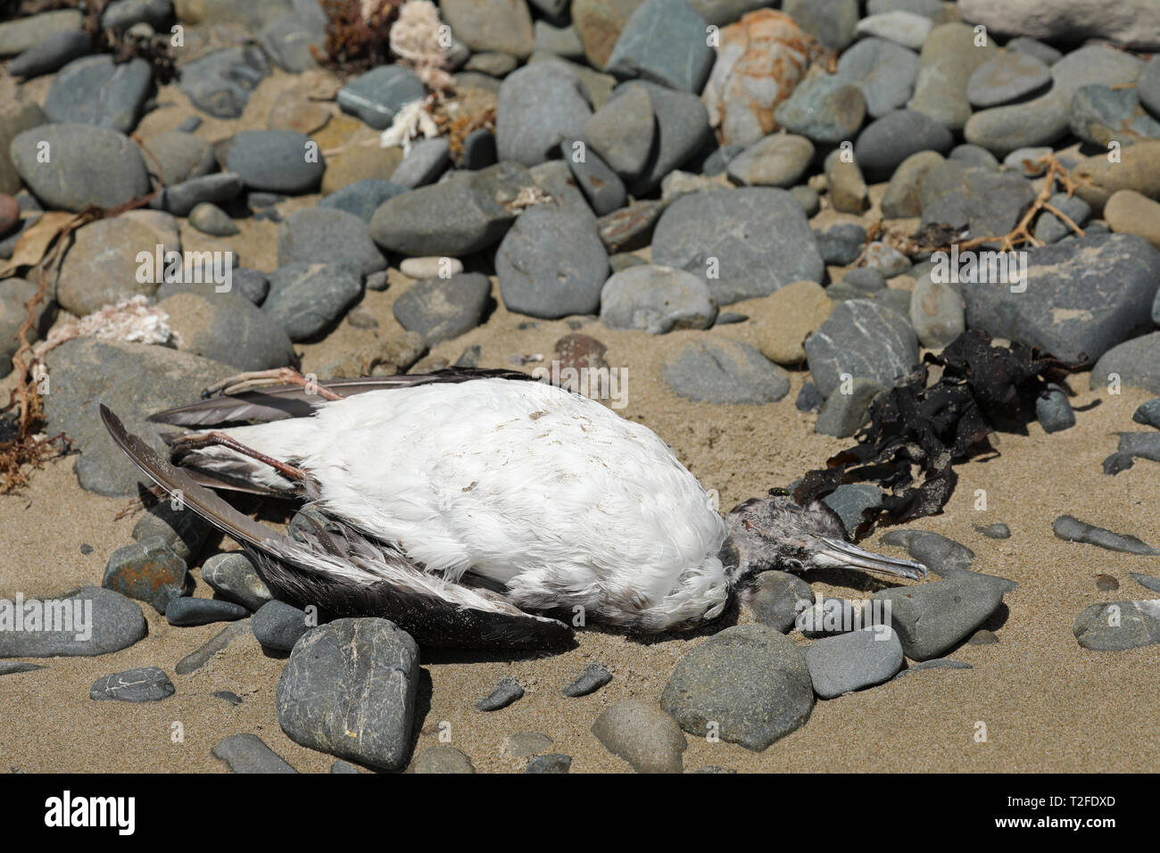 Dead bird wing sand hi-res stock photography and images - Alamy