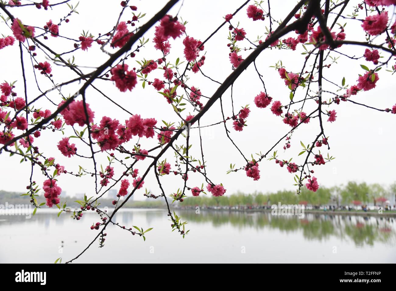 Hangzhou, Hangzhou, China. 31st Mar, 2019. Hangzhou, CHINA-Spring ...
