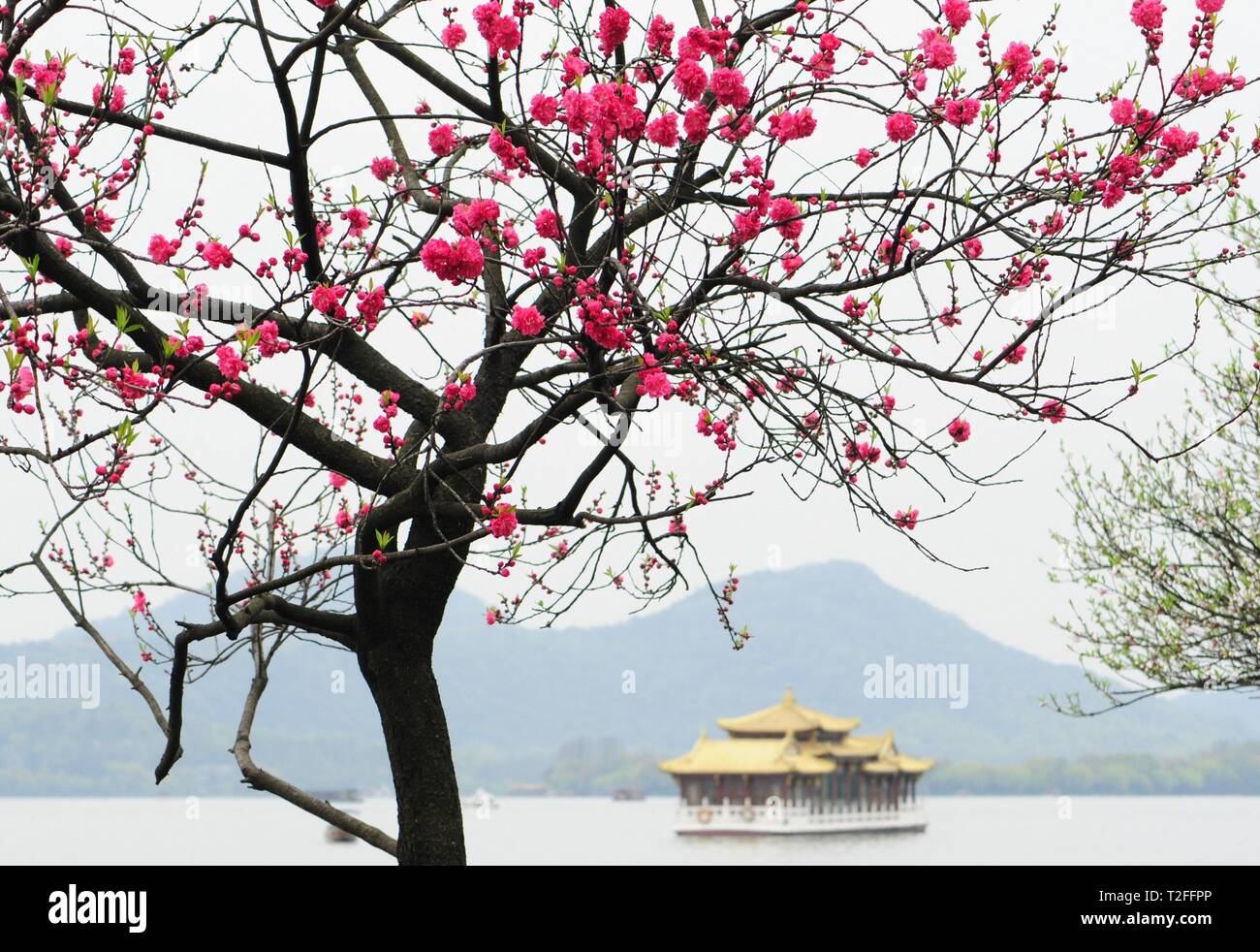 Spring west lake hangzhou zhejiang hi-res stock photography and images ...